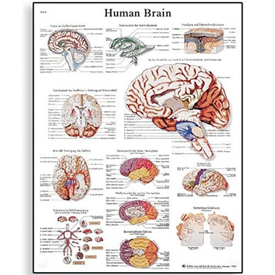 3B Scientific VR1615L Glossy Laminated Paper Human Brain Anatomical Chart Poster Size 20 Width x ...