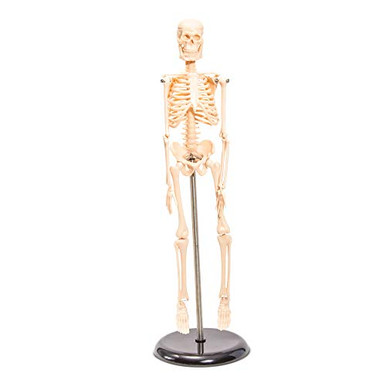 Juvale Human Skeleton Model Small Anatomical Skeleton for Tabletops ...