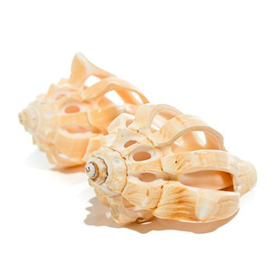 Cut Vole Conch Sea Shell Two Cut Conch Sea Shells 4 Collector Shell 2 ...