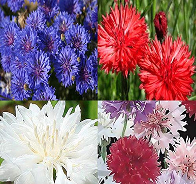 Big Pack Bachelor Button Seed 24000 Seeds Cornflower Centaurea cyanus ...