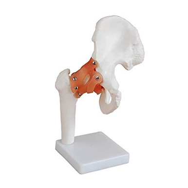 DOCAZON OrthoGod The Hip Joint Tabletop Life Size Medical Model of The ...