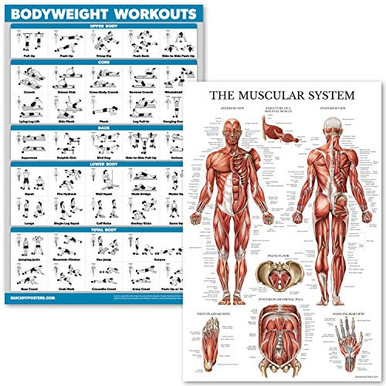QuickFit Bodyweight Workouts and Muscular System Anatomy Poster Set ...