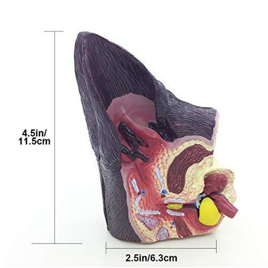 Dog Ear Anatomy 2 Sided Model Normal Health and Infected Pathological ...