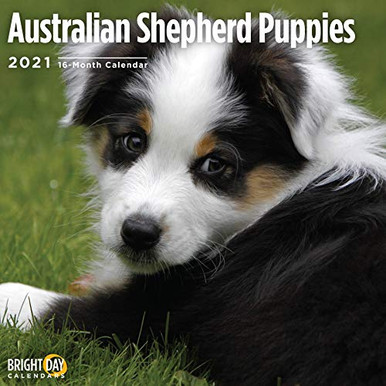 2021 Australian Shepherd Puppies Wall Calendar by Bright Day 12 x 12 Inch Herding Dog ...
