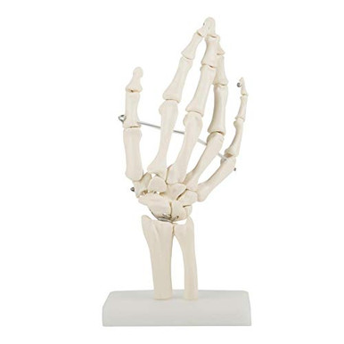 Medical Anatomical LifeSize Hand Joint Anatomical Model Life Size ...