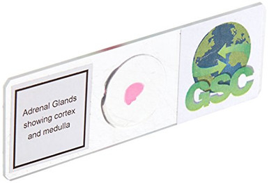Mammal Endocrine System Adrenal Glands Microscope Slide ...