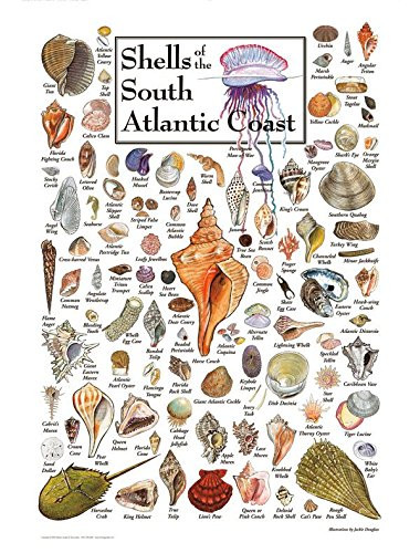 Heritage Seashell Types Jigsaw Puzzle - 550 Pieces - Shells of The ...
