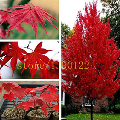 20 pcs american red maple seeds tree seeds maple for home GARDEN ...