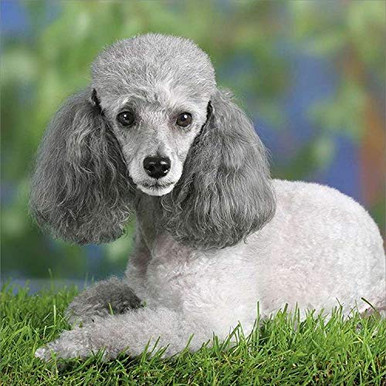 Poodle Calendar 2021 Dog Breed Calendar Wall Calendar 2020 2021 ...