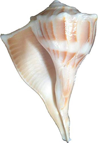 NOBILITY Dakshinavarti Shankh Right Hand Conch Shell Symbol of Goddess ...