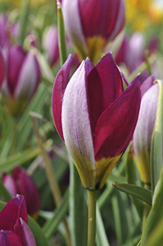 Van Zyverden 87024 Tulips Persian Pearl Set of 25 Bulbs 6 7 cm Purple ...