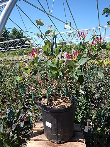 Lonicera periclymenum Peaches and Cream Honeysuckle Vine 2 Size ...