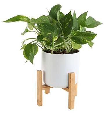 Costa Farms Devil s Ivy Golden Pothos Wide Mid Century Modern Planter ...