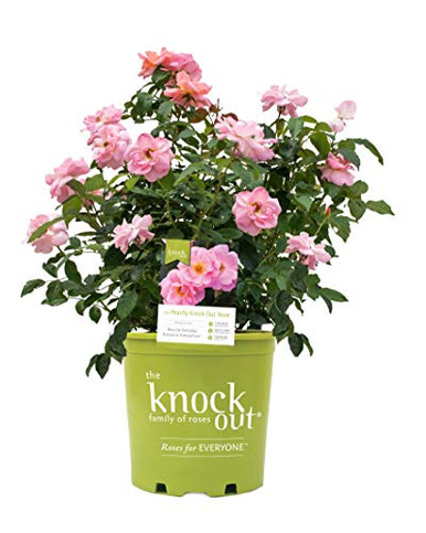 Knock Out Roses Rosa Peachy Knock Out Rose Rose peach flowers 2 Size ...