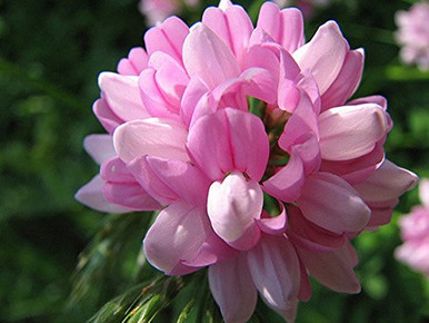 Nitro Coat Crown Vetch Seeds for Wildlife Food Plots and Soil Erosion ...