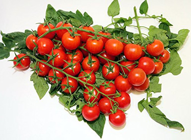 20 Sicilian Ciliegino Cherry Tomato Seeds Heirloom Non-GMO Rare Classic ...