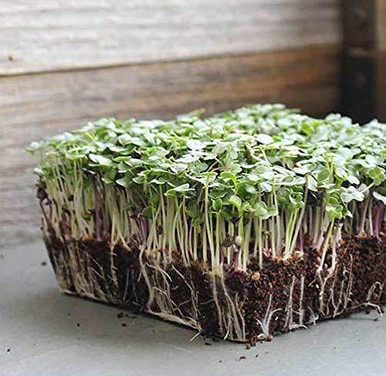 Microgreens Basic Salad Mix Seeds Fantastic Addition to Salads! 300 ...