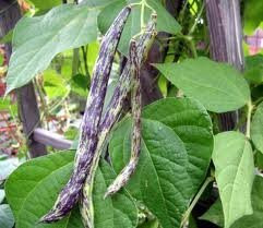 Heirloom Rattlesnake Pole Bean Seeds by Stonysoil Seed Company ...