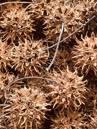Cholla Queen 10 25 or 50 Pieces Natural Organic Sweet Gum Seed Pods ...