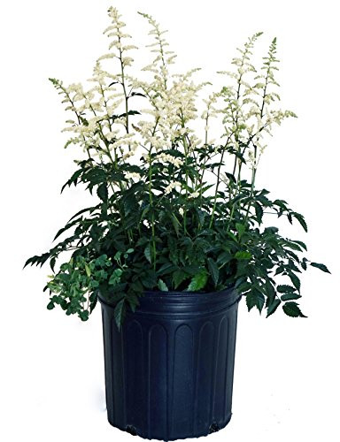 Astilbe japonica Deutschland False Spirea Perennial white flowers 2 ...