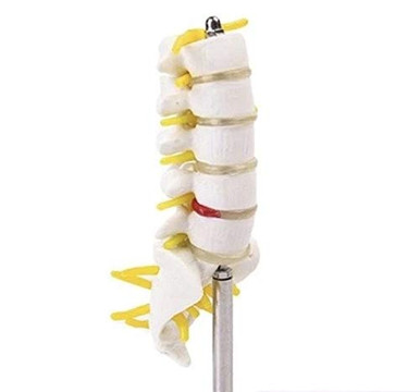 Lumbar Vertebrae Anatomy Model - Spine Model for Chiropractor Science ...