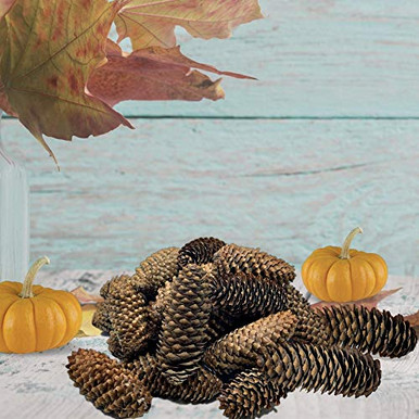 BANBERRY DESIGNS Large Sugar Pinecones Bulk Set of 30- Natural ...