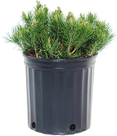 Pinus mugo var- Mughus Dwarf Mugo Pine Evergreen 3 - Size Container ...