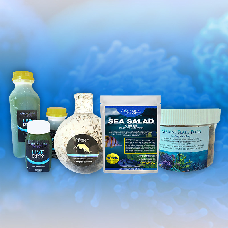 Porphyra Algae Filter Feeders