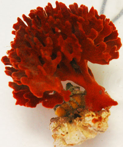 In Stock at AquariumDepot.com