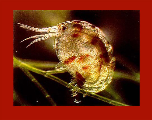 Live Copepods: Saltwater Aquarium Super Food