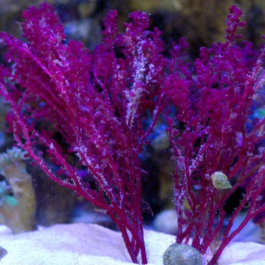 Macroalgae | Macro Algae | Chaeto Algae | Saltwater Plants for sale ...