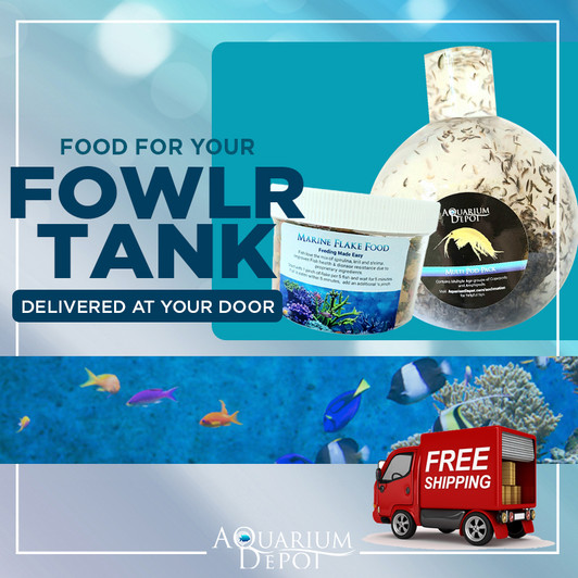 Live Copepods: Saltwater Aquarium Super Food
