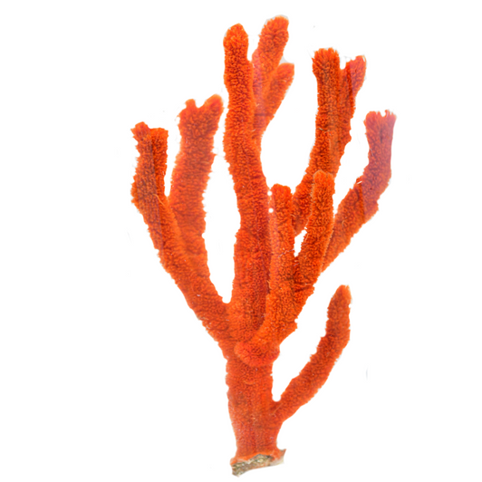 AquariumDepot.com carries the Biggest Amphipods and Copepods for sale