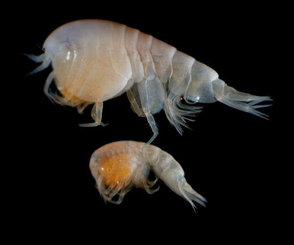 Live Fish Food – Amphipods – LG (10ml Gammarus sp)