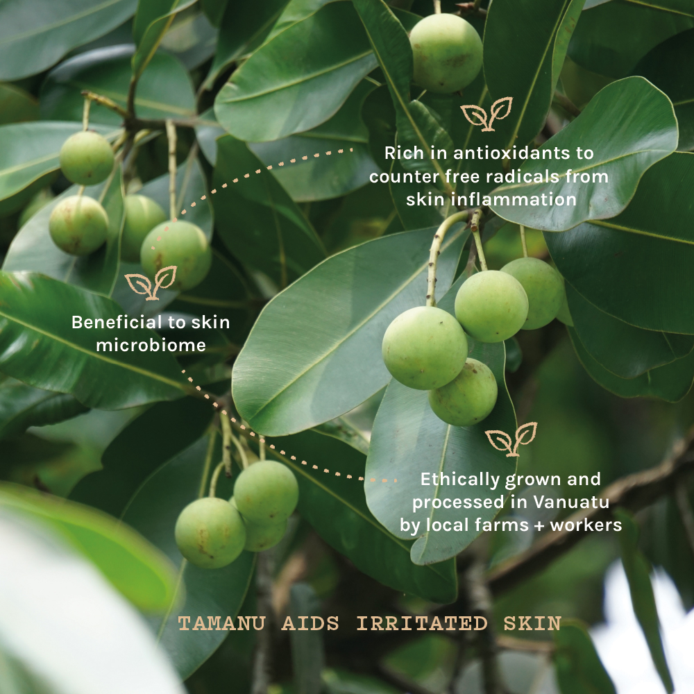 Tamanu Oil - Pure Virgin, cold-pressed oil from Vanuatu for natural ...