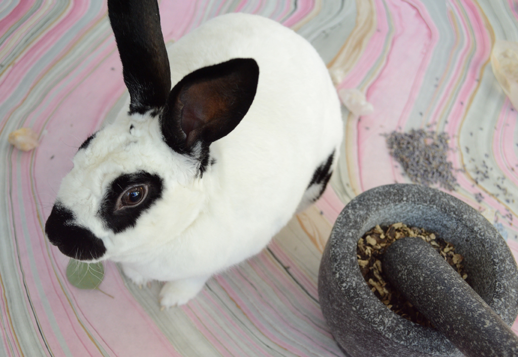 Cruelty Free Skin Care Products in 2024 - Because Animal Testing ...