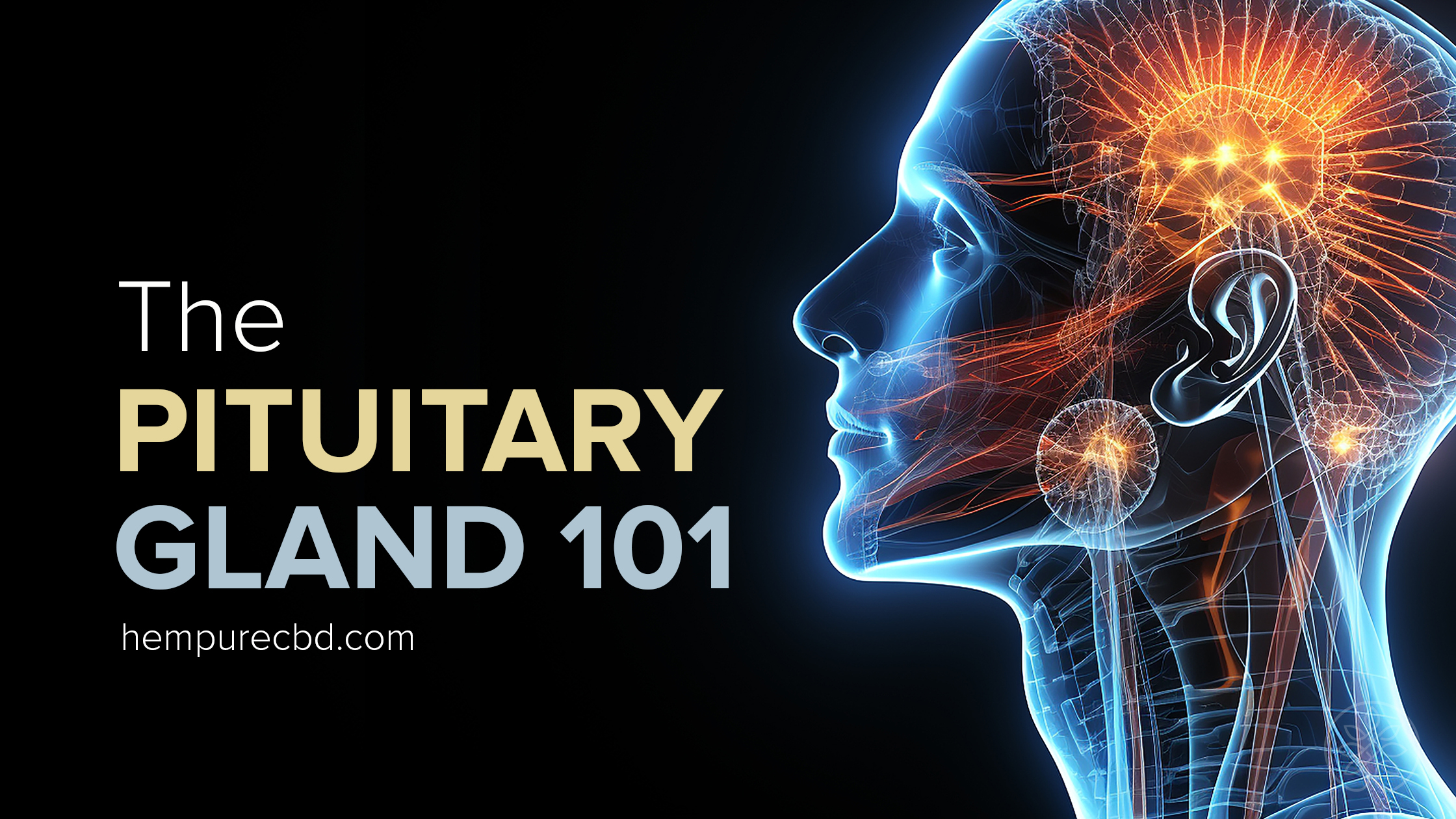 Balancing Act: How the Pituitary Gland Maintains Hormone Homeostasis ...