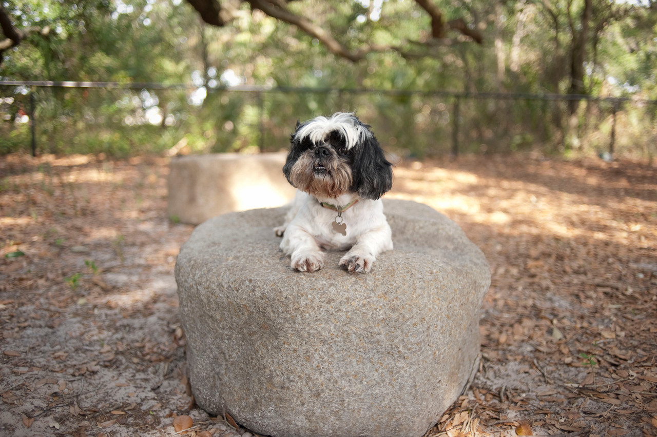 Dog-On-It Parks Dog Park Boulders | NoahsPlay.com