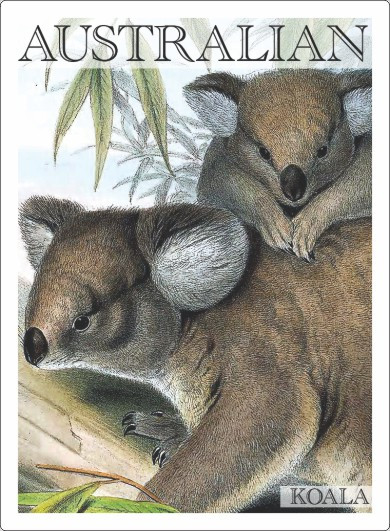 KOALA POSTCARDS