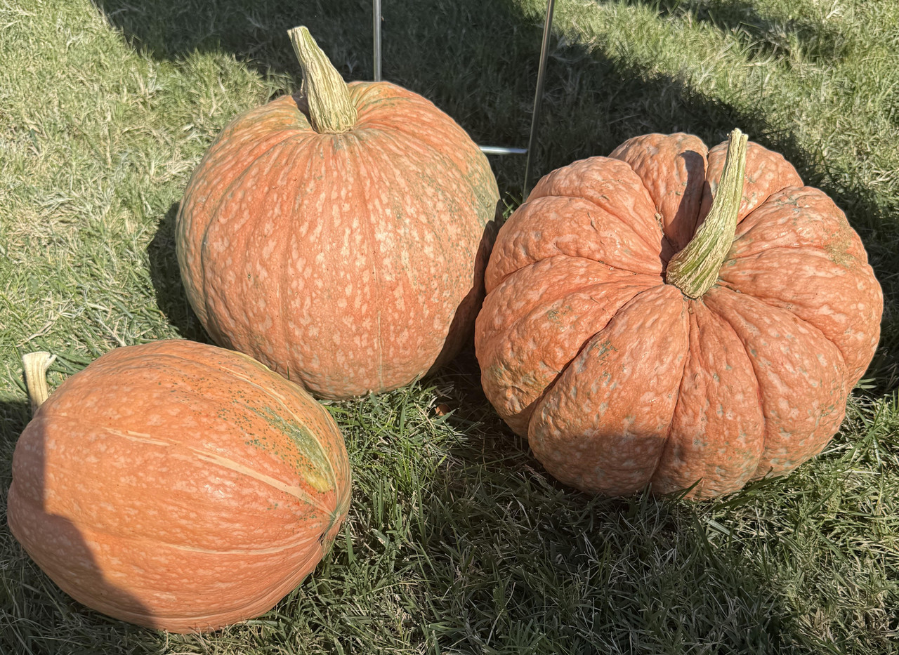 Mr. Fugly Pumpkin Seeds | Holmes Seed Company