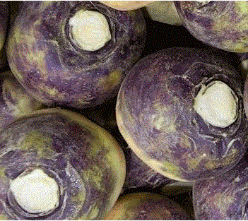 American Purple Top - Holmes Seed Company