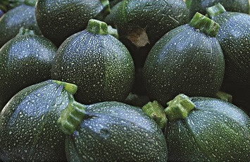 Eight Ball Round Zucchini Squash Seeds | Holmes Seed Company