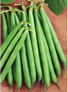 Tenderette Green Bean Seeds | Holmes Seed Company