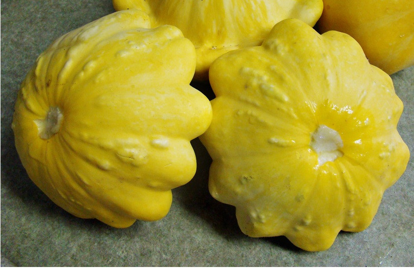 Yellow Bush Scallop Squash Seeds | Holmes Seed Company
