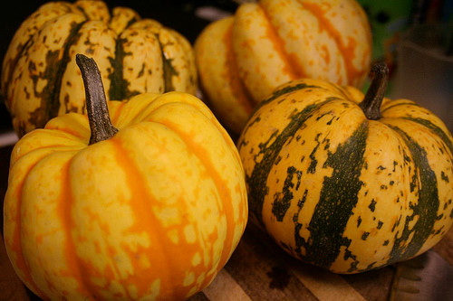 Celebration Acorn Squash Seeds | Holmes Seed Company