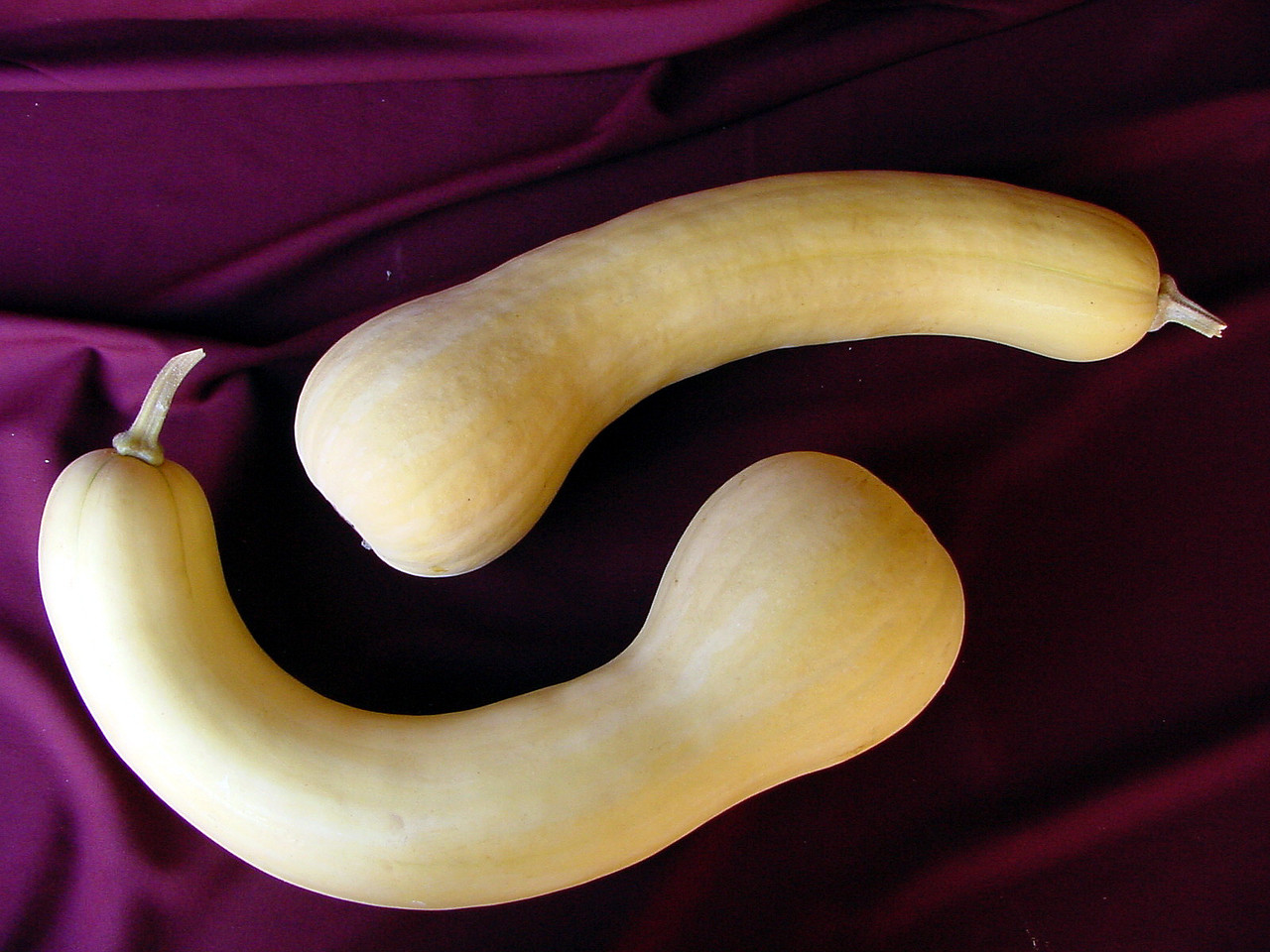 Ultra HP Butternut Squash Seeds | Holmes Seed Company