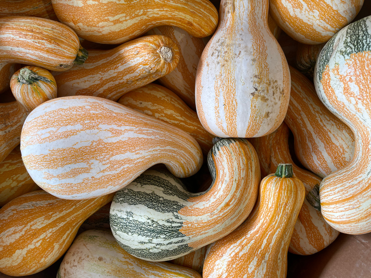 Striped Cushaw Squash
