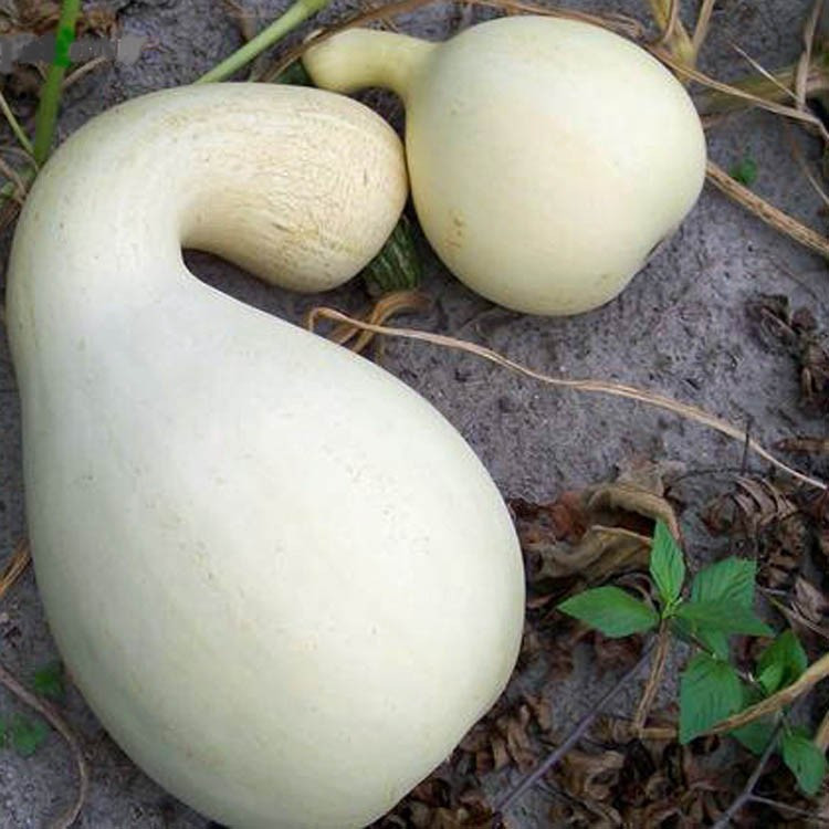 Cushaw White Squash Seeds | Holmes Seed Company