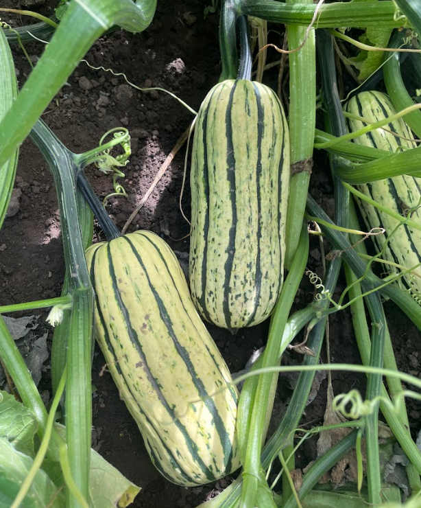 Delicata Squash Seeds | Holmes Seed Company