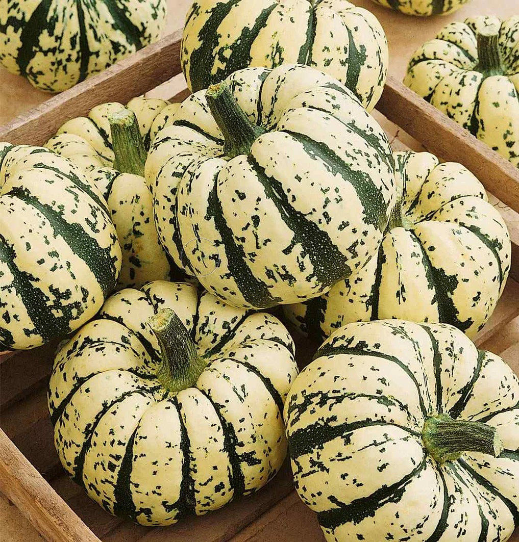 Sweet Dumpling Delicata Squash Seeds | Holmes Seed Company
